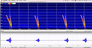 Akustische Erfassungen - Fledermaus-Gutachten/-Erfassung | Dr. Doris Gohle